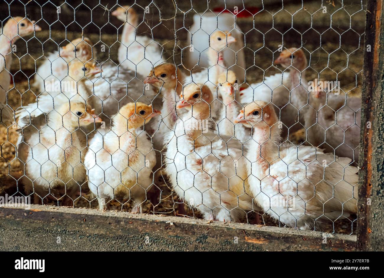 Photography of young baby turkeys in a barn at a hobby farm Stock Photo ...