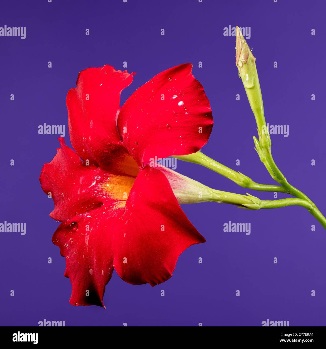 Beautiful Blooming Dipladenia red or mandevilla on a purple background ...