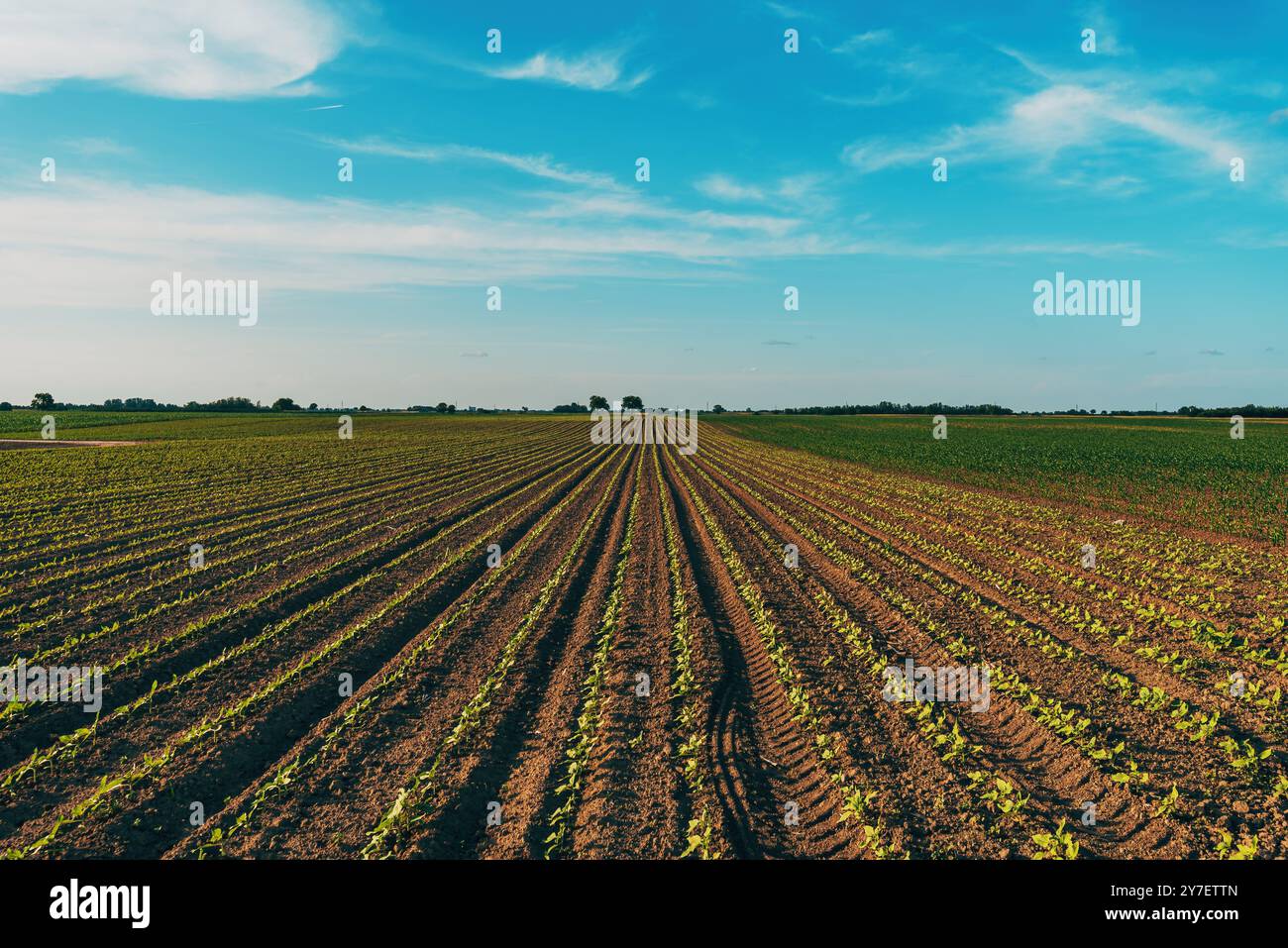 Common sunflower seedling in cultivated plantation field, selective ...
