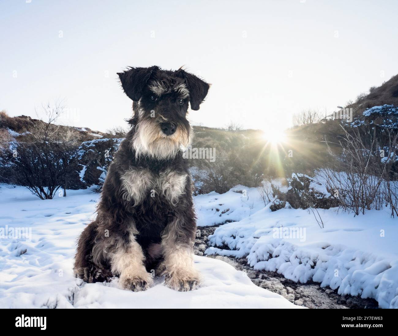 miniature schnauzer in front of winter background Stock Photo - Alamy