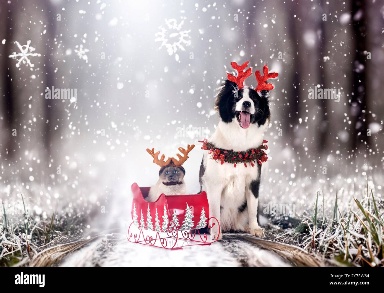 young Yakutian Laika and siamese cat in front of white background Stock ...