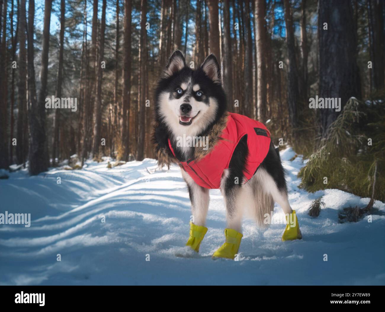 picture of a pomsky in front of white background Stock Photo - Alamy