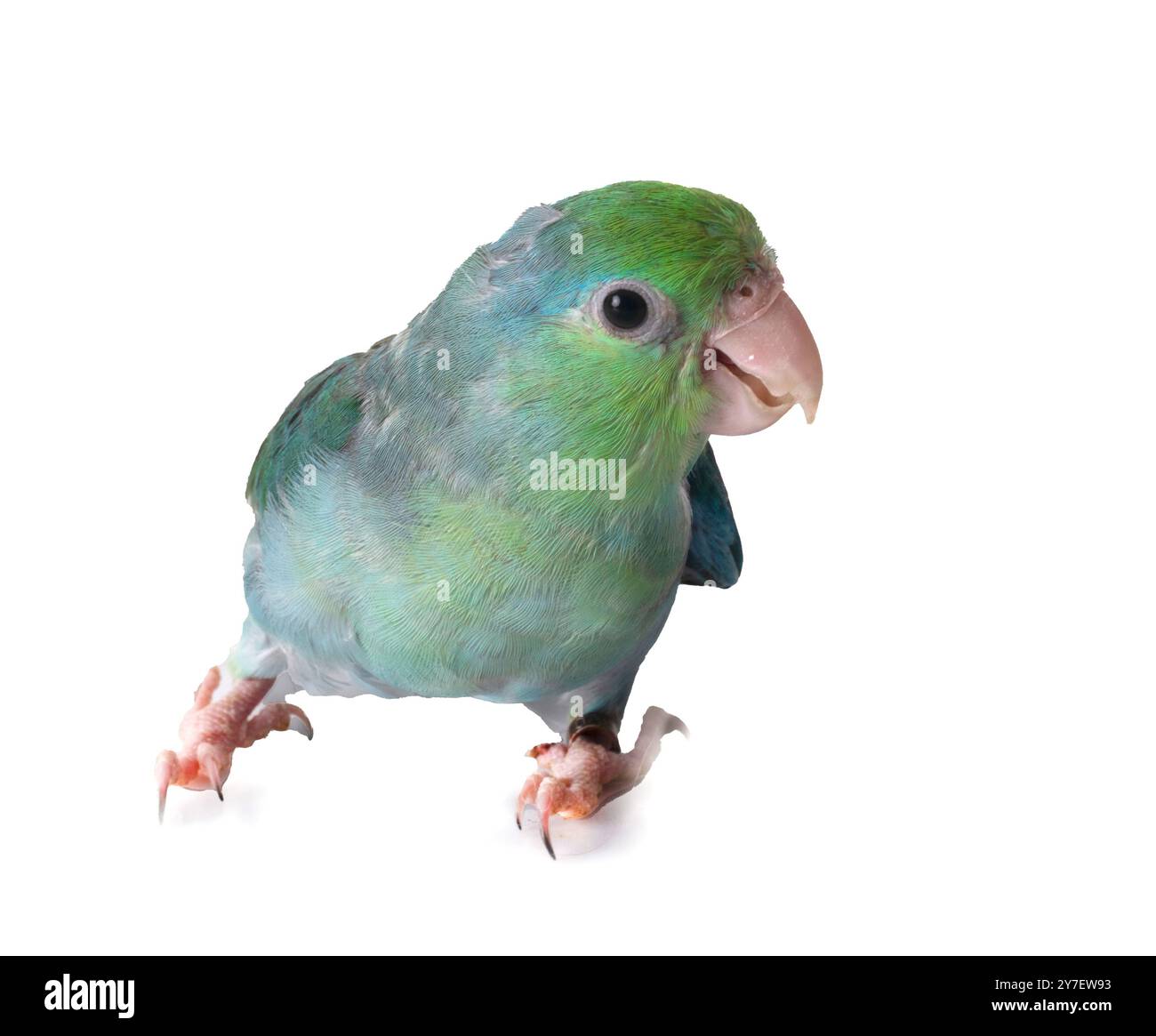 Pacific parrotlet in front of white background Stock Photo - Alamy