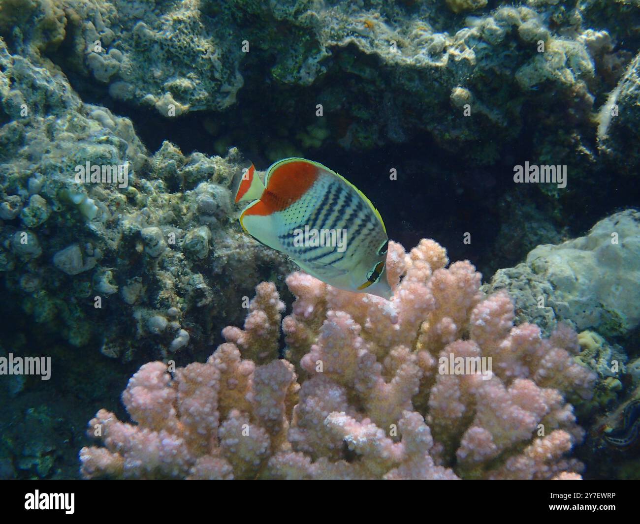 Redback butterflyfish (Chaetodon paucifasciatus) in the Red sea Stock ...