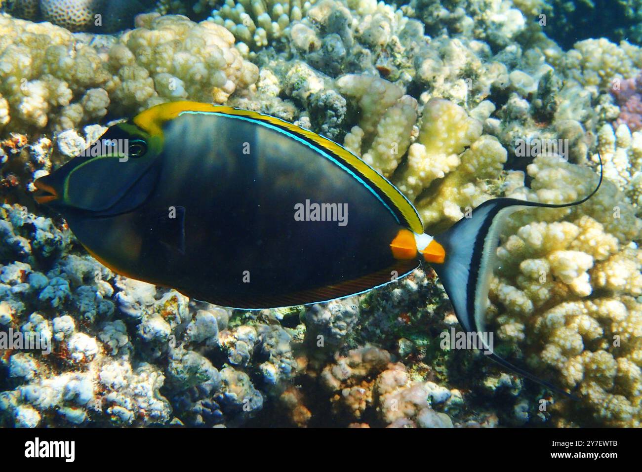 Naso tang (Naso Lituratus) fish from the red sea Stock Photo - Alamy