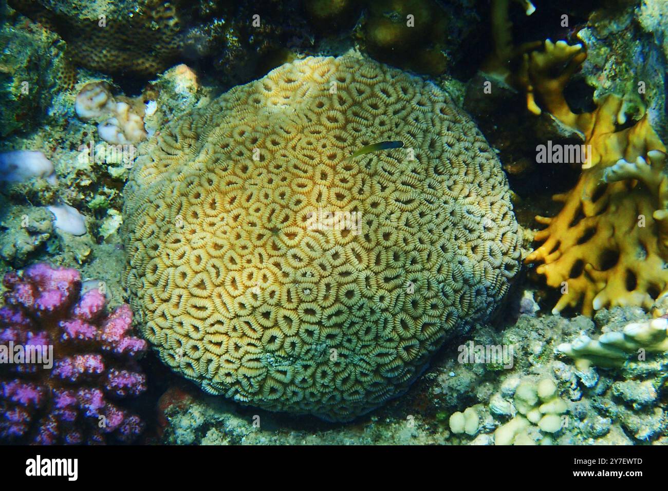 Favia favus coral from the Red sea Stock Photo - Alamy