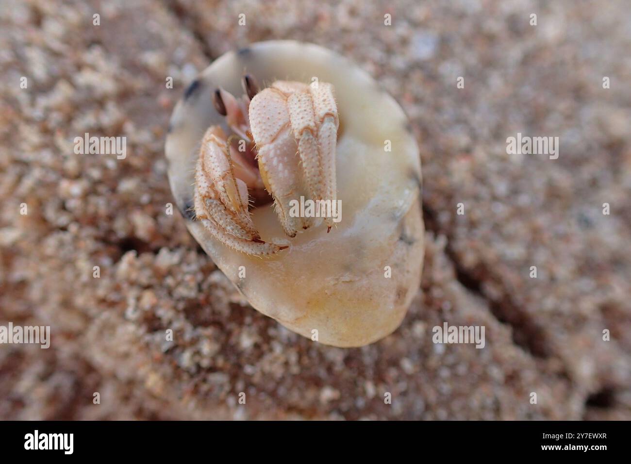 small cancer (crab) in the shell from the egypt Stock Photo - Alamy