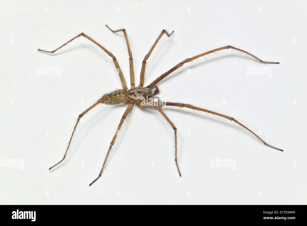 Giant house spider (Eratigena atrica) in a bath. September, Kent, UK ...
