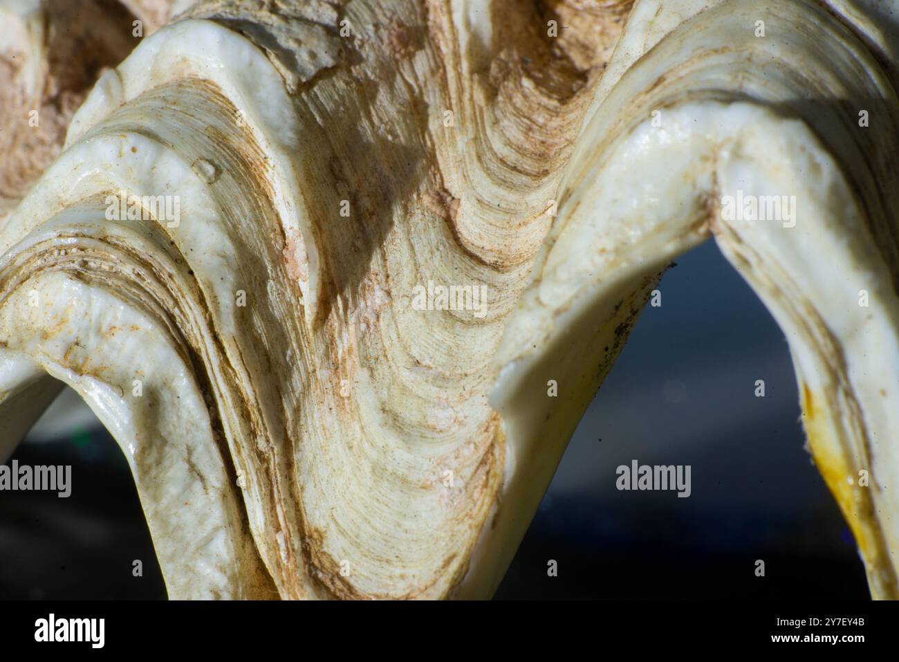 Detail and texture of a shell Stock Photo - Alamy