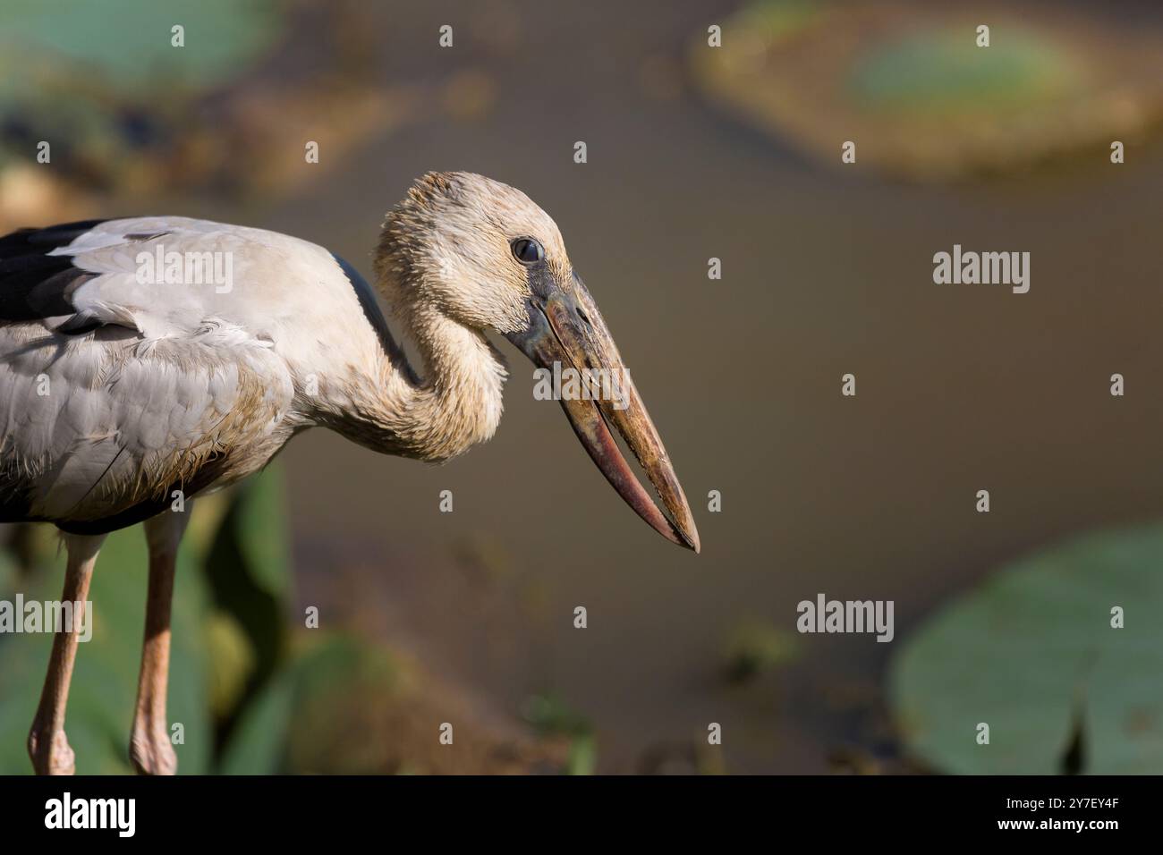 Open bill Stork at Yala Stock Photo - Alamy