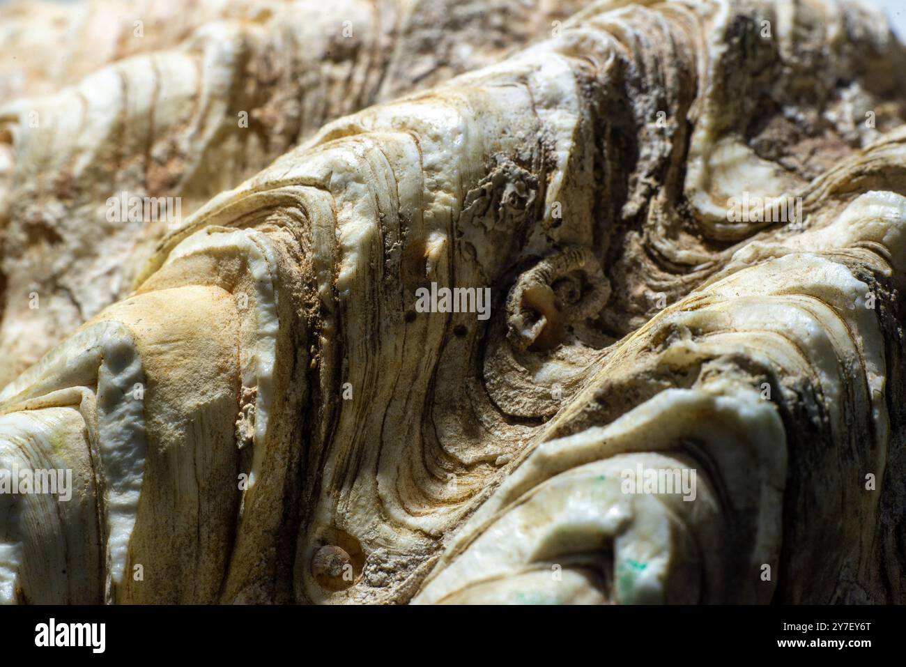 Detail and texture of a shell Stock Photo - Alamy