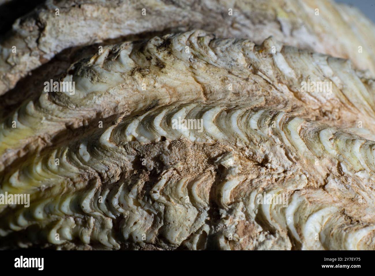 Detail and texture of a shell Stock Photo - Alamy