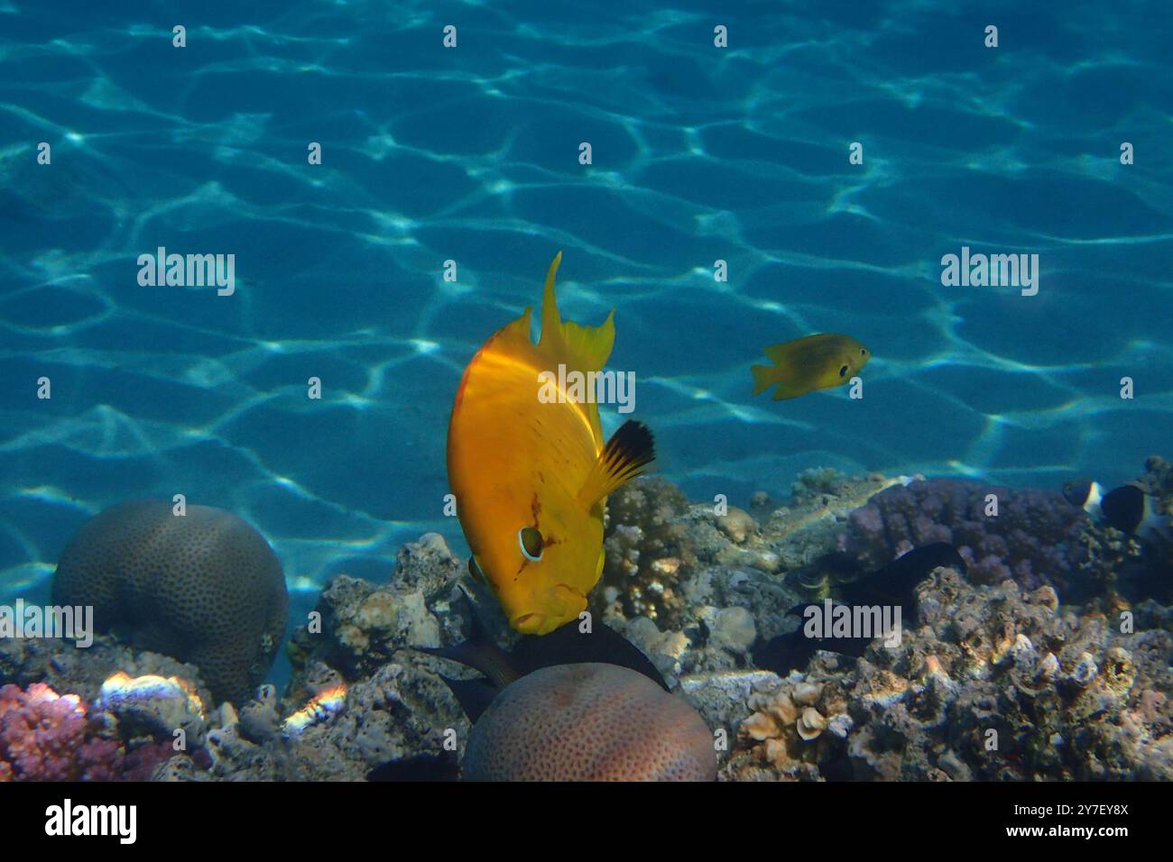 some yellow coral fish from the red sea Stock Photo - Alamy