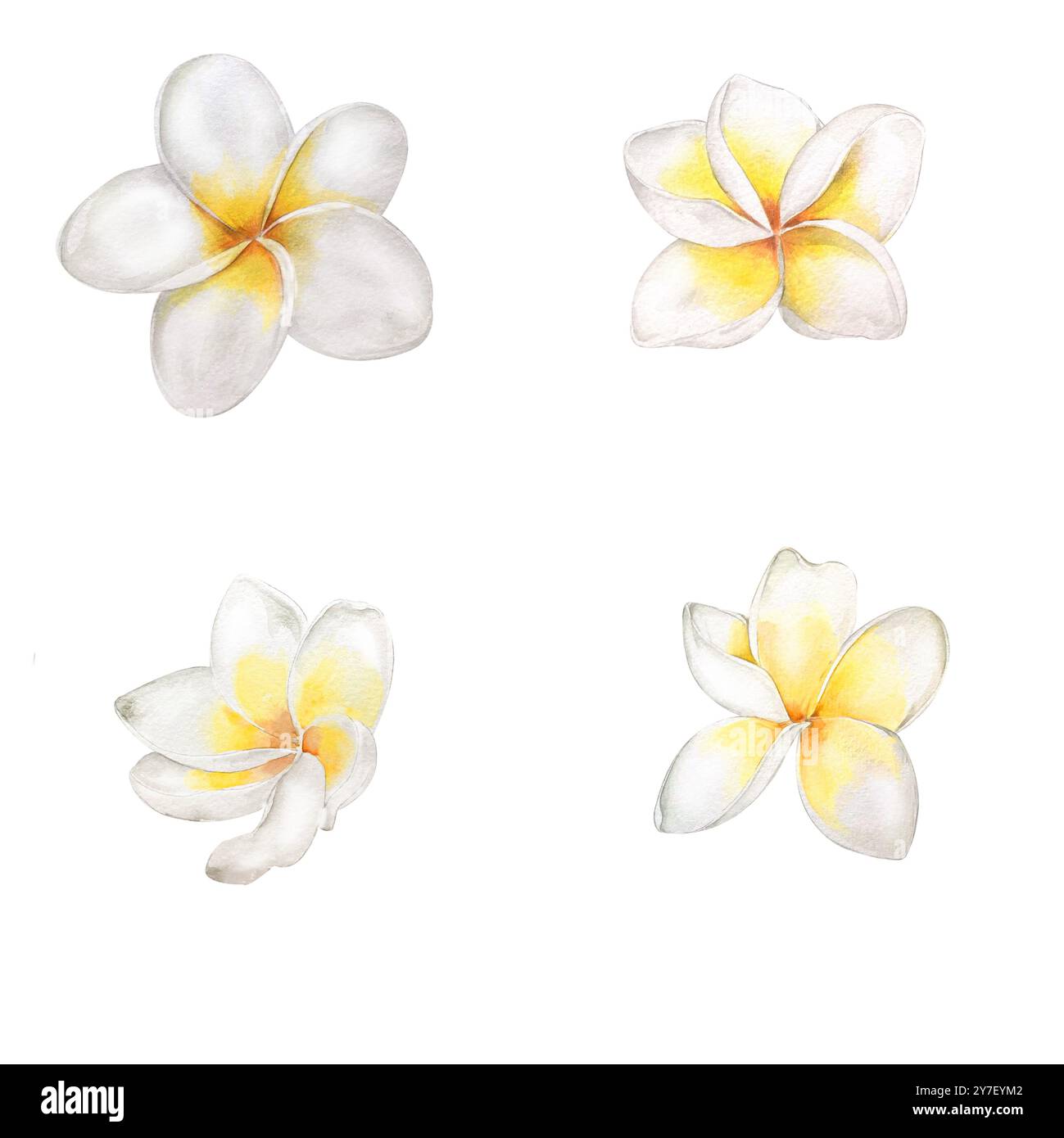 Tropical Flowers Plumeria Watercolor Botanical Illustration. Design ...