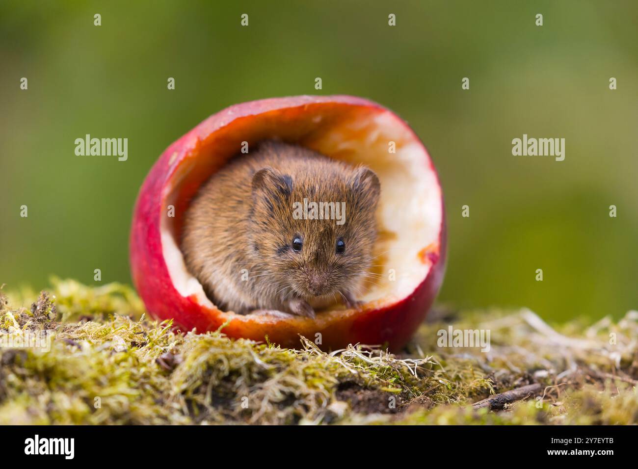 Short-tailed vole Microtus agrestis, adult standing in apple, Suffolk ...