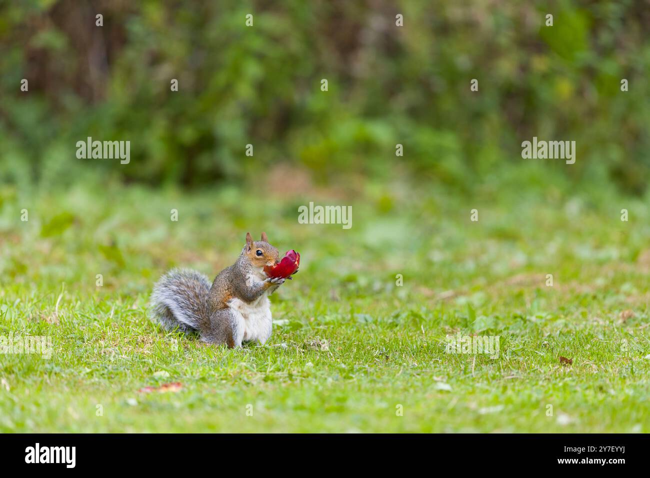 Eastern grey squirrel Sciurus carolinensis, introduced species, adult ...