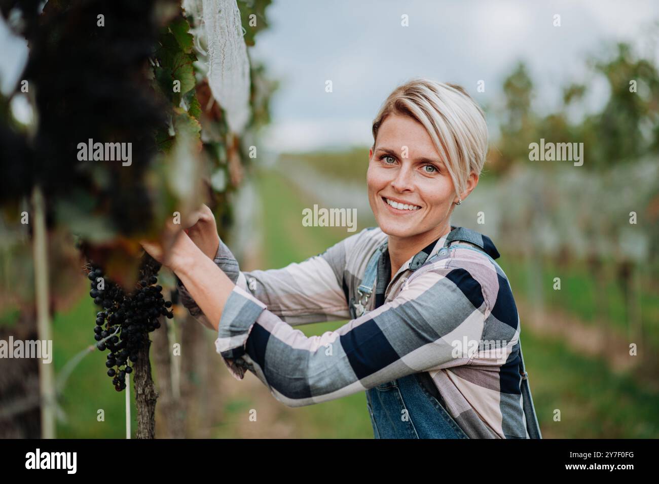 Woman hand picking grapes from grapevine, smiling. Manual grape harvesting in family-run ...