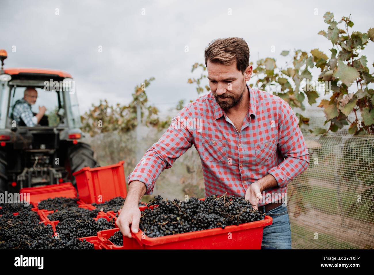 Male vineyard worker with harvest bins full of grapes. Manual grape ...