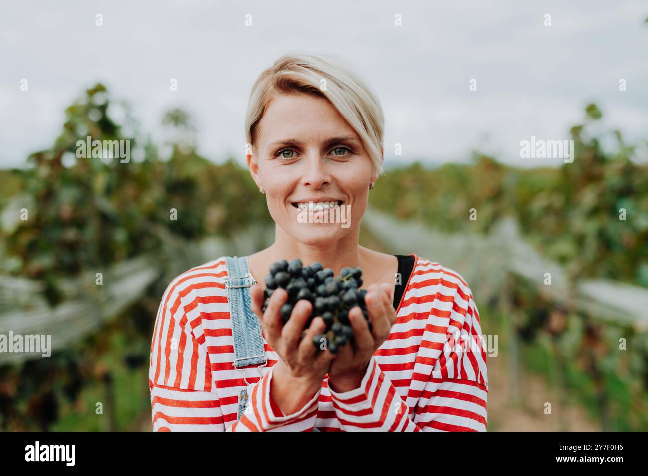 Side view of woman holding, smelling bunch of grapes from grapevine. Manual grape harvesting in ...