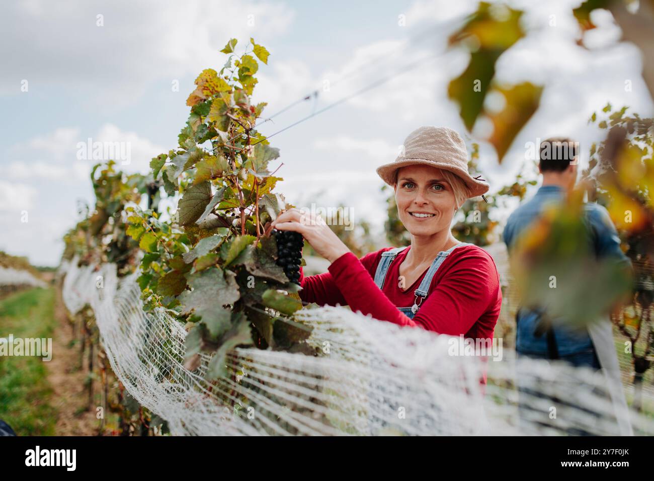 Woman hand picking grapes from grapevine, smiling. Manual grape harvesting in family-run ...