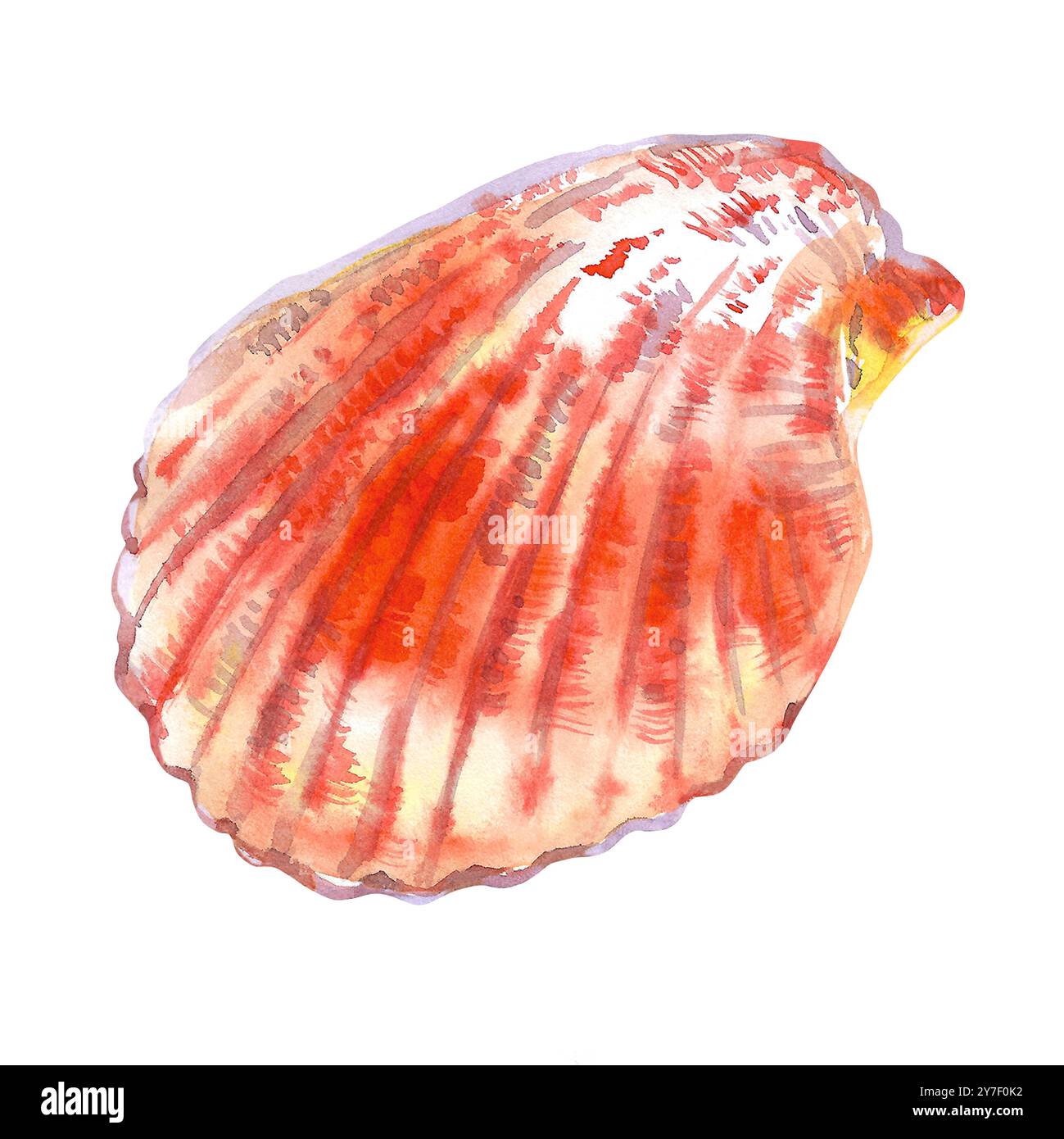 Scallop, bivalve marine mollusk, grooved shell in watercolor. Red ...