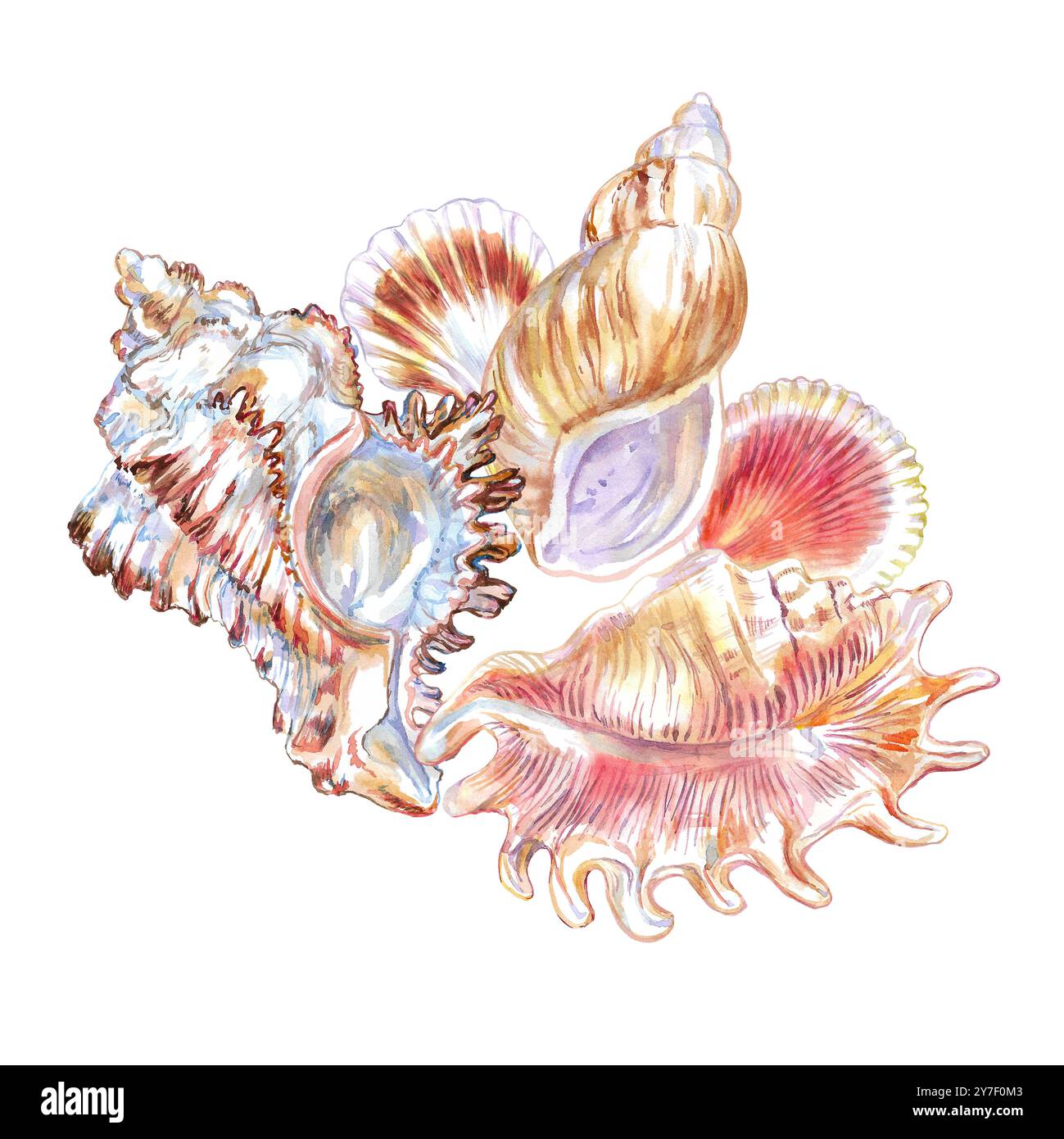 Seashell composition of Scorpion Spider Conch, Rosy Wolf snail, two ...