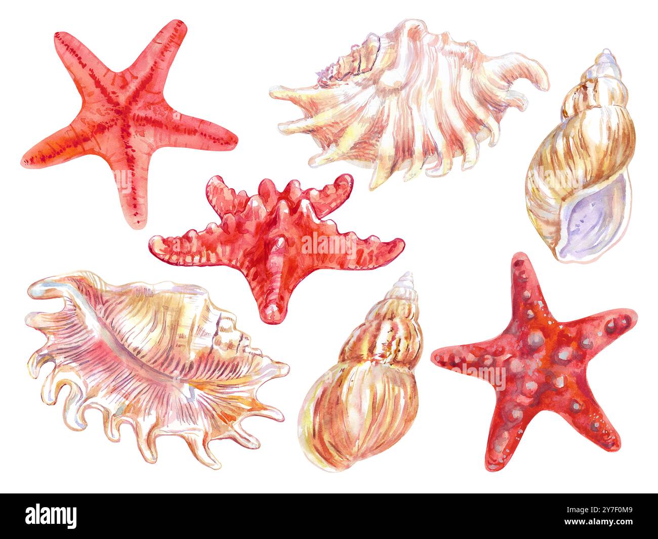 Shells and sea creatures set underwater world in watercolor hand drawn ...