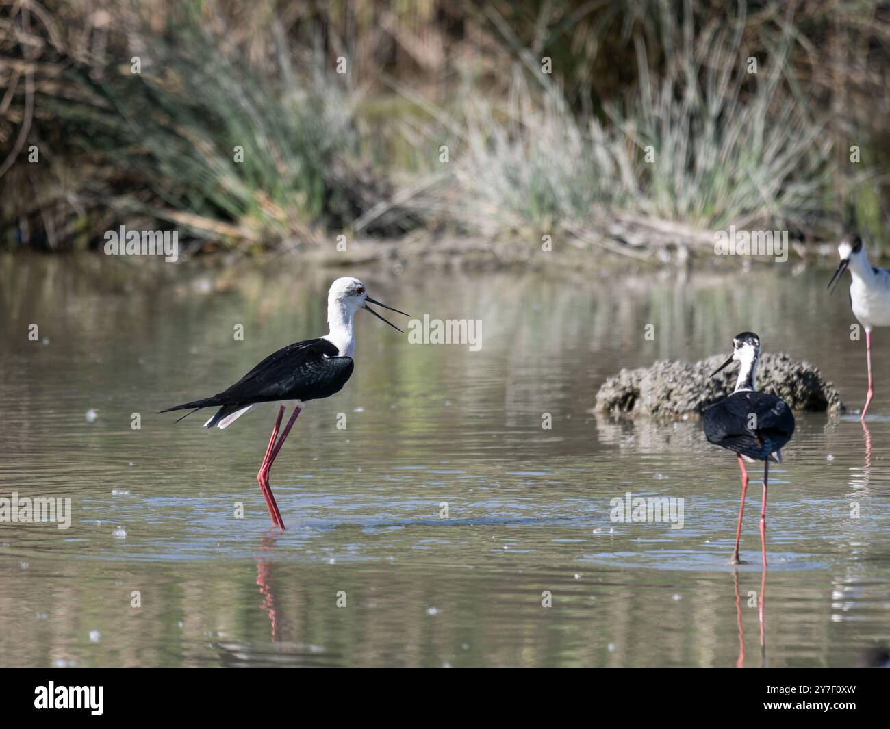 Black-winged Stilts, very long-legged wader in the Avocet and Stilt ...