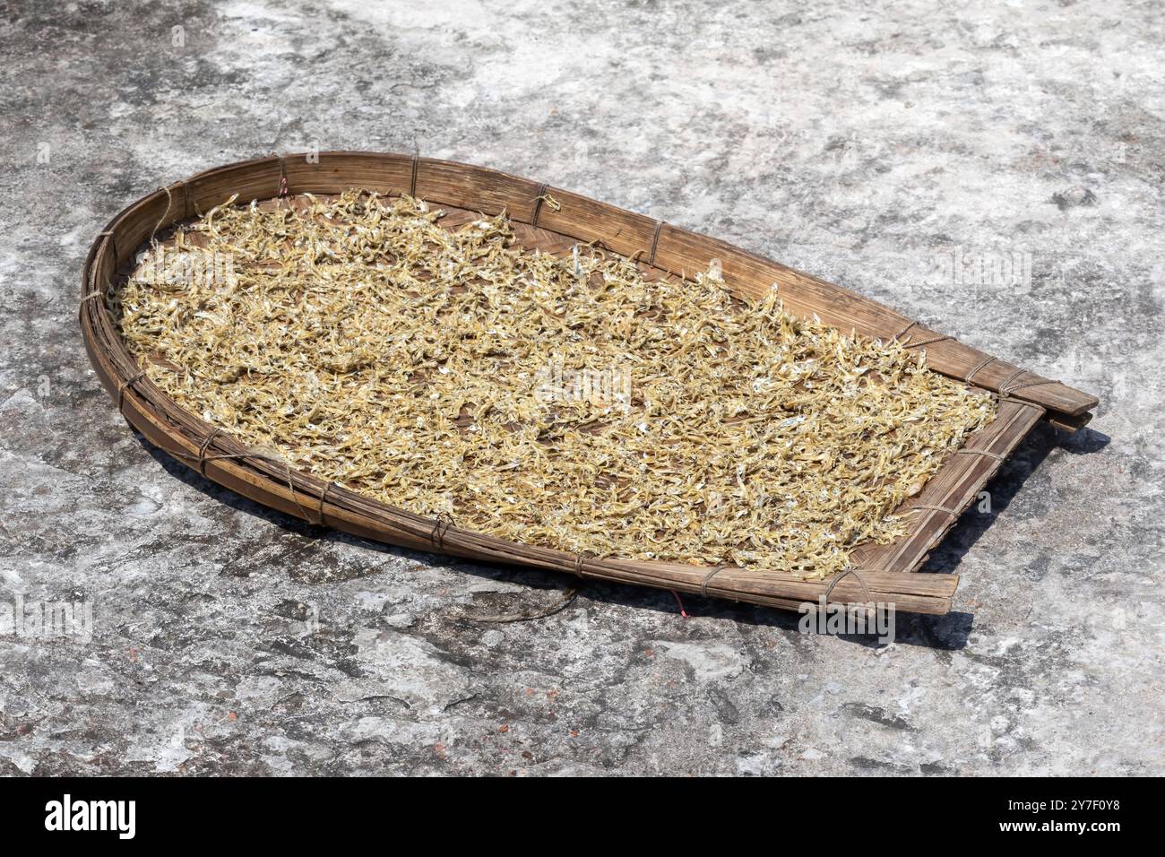 Kachki fish is being made by sun-drying Kachki shutki in Bamboo made ...