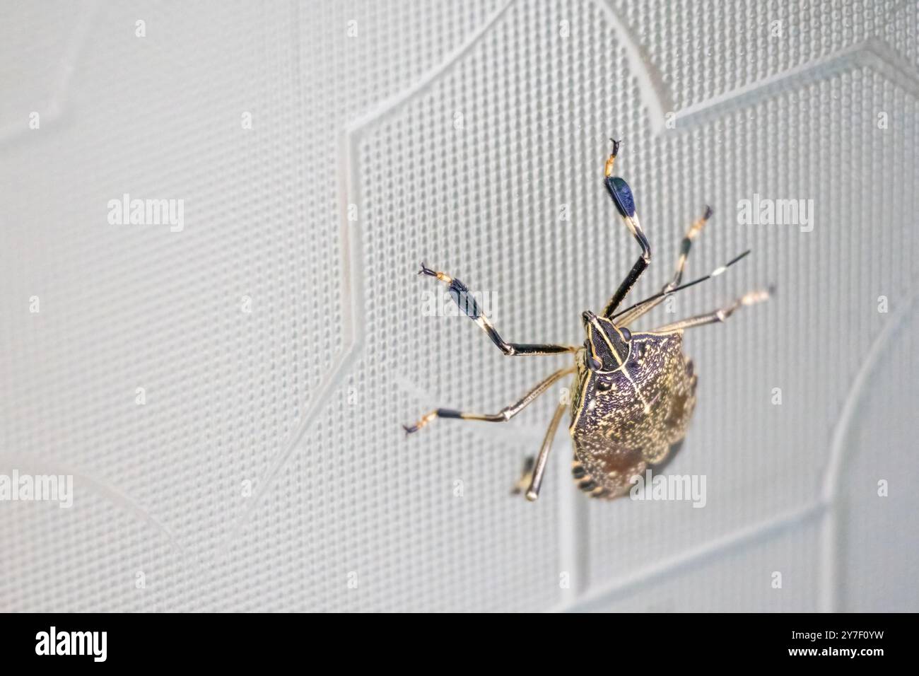 Close-up of a yellow-spotted stink bug, scientifically known as ...