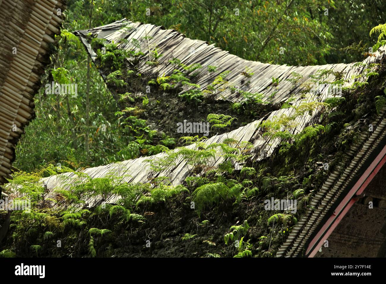 Vegetation on the roof of a rice barn built in traditional tongkonan ...