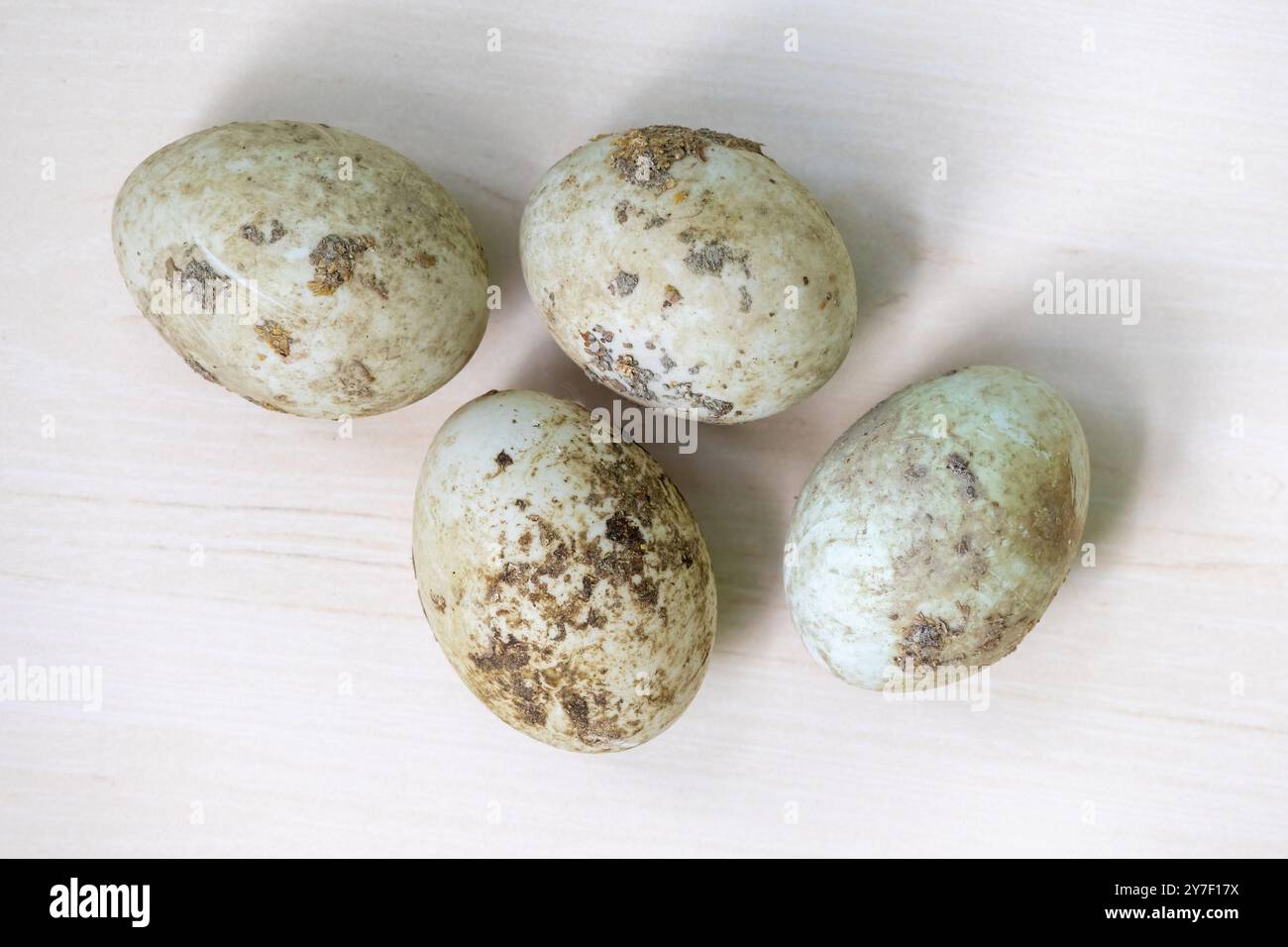 White duck eggs, fresh from the farm, is still covered in dirt and duck ...