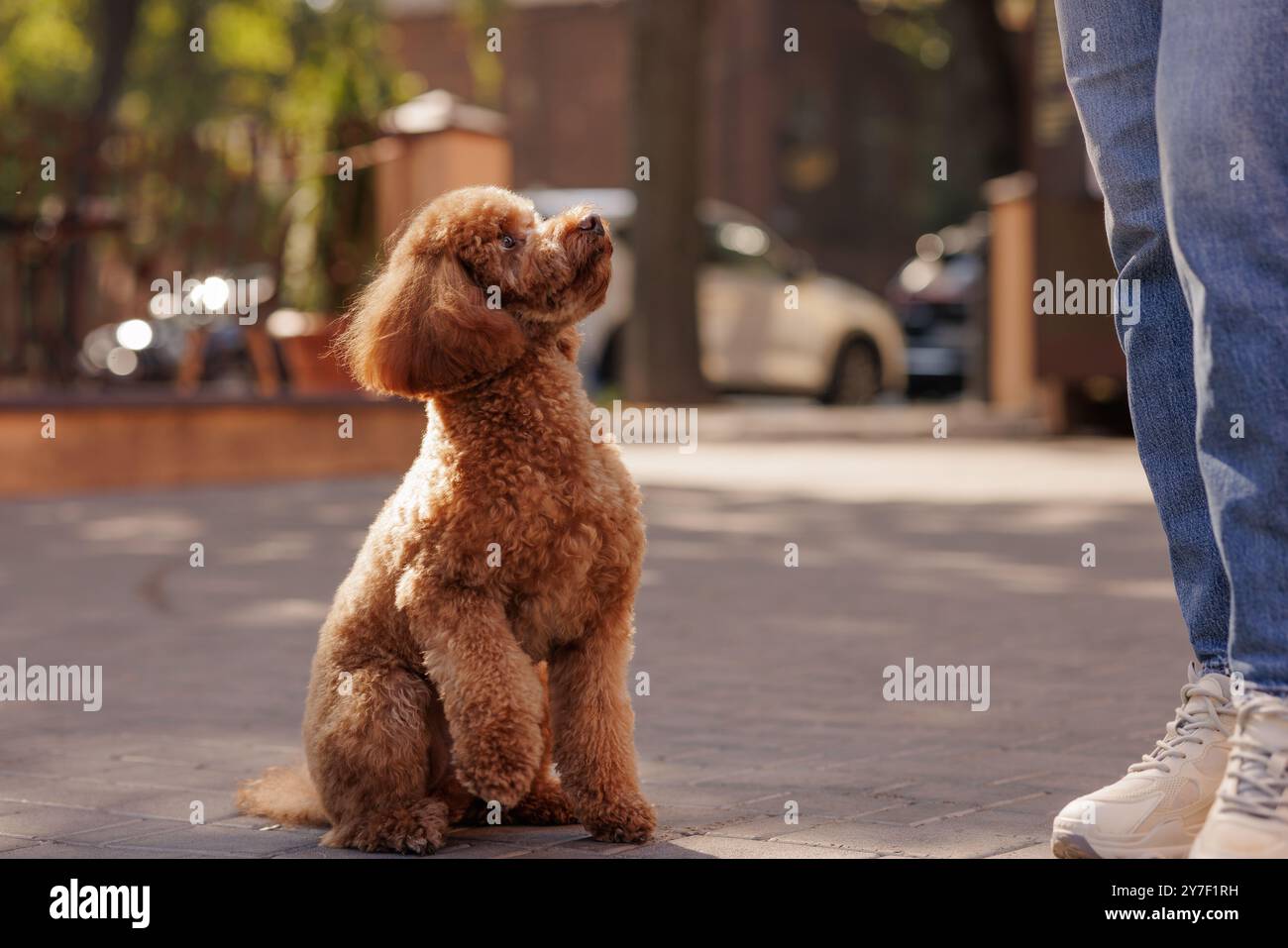 Cute brown poodle sitting on asphalt surface looking at person. against ...