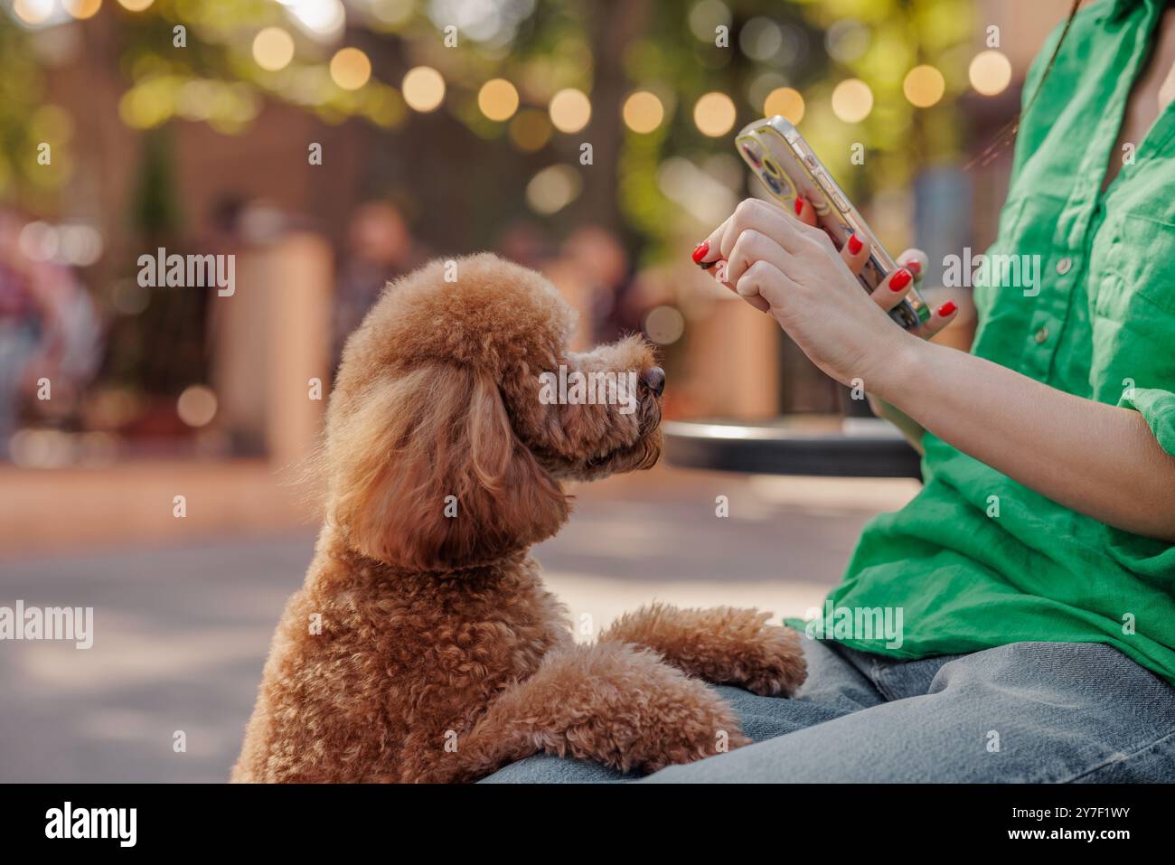 Cute brown poodle sitting on asphalt surface looking at person. against ...