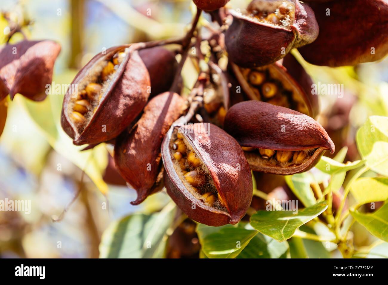 Kurrajong seed hi-res stock photography and images - Alamy