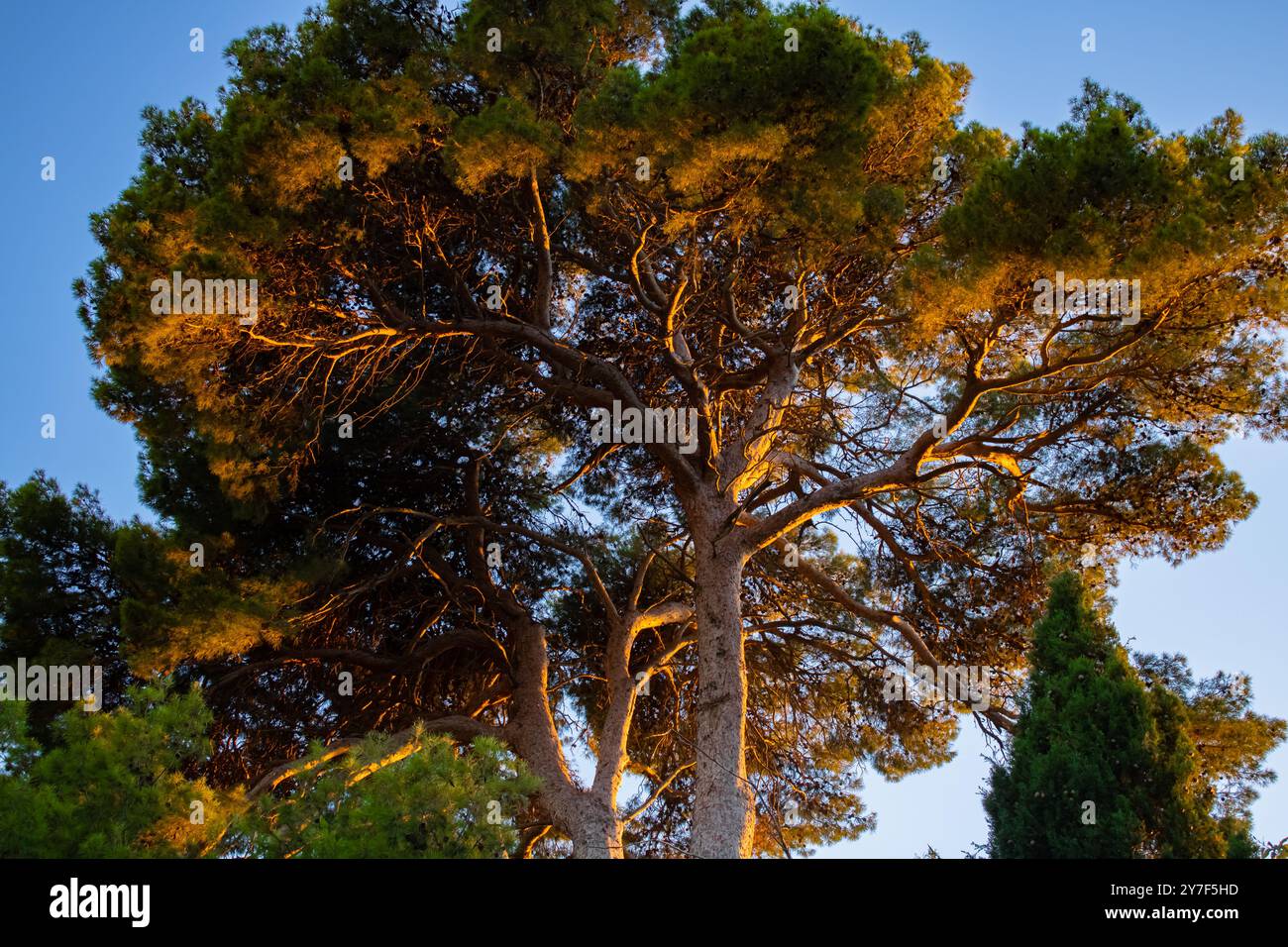 Gigantic tree with many branches and leaves, quite leafy, which the sun ...