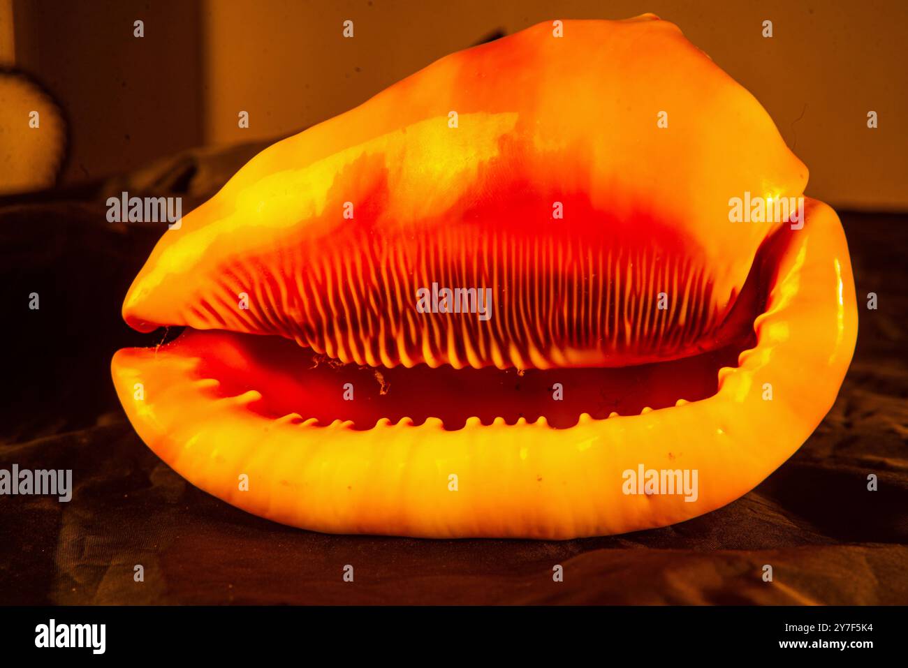 Detail and texture of a shell Stock Photo - Alamy