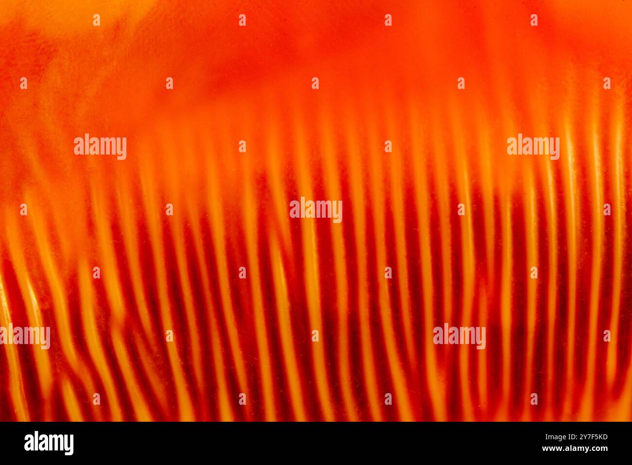 Detail and texture of a shell Stock Photo - Alamy