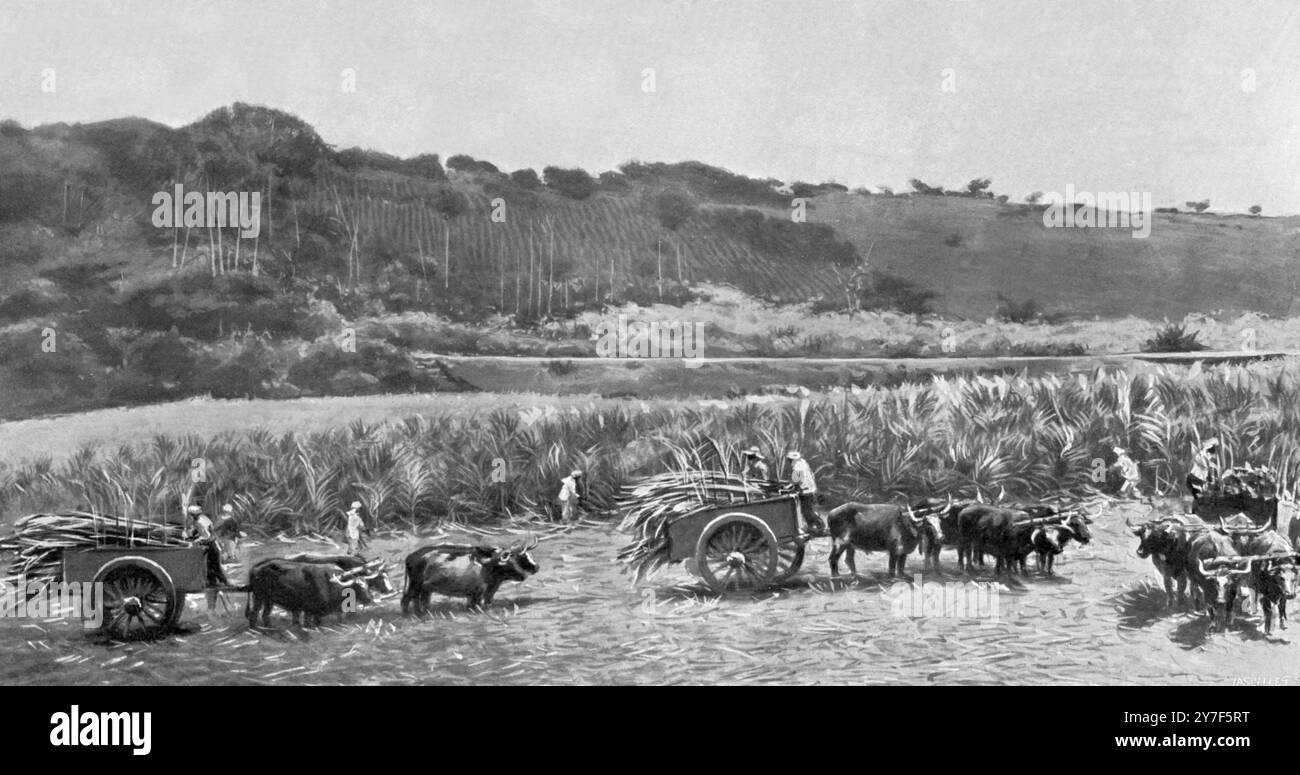 Coolies ( Indians) working in a sugar cane field South Africa 1913 ...
