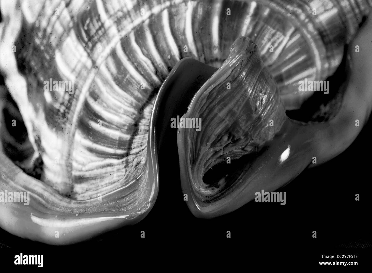 Detail and texture of a shell Stock Photo - Alamy