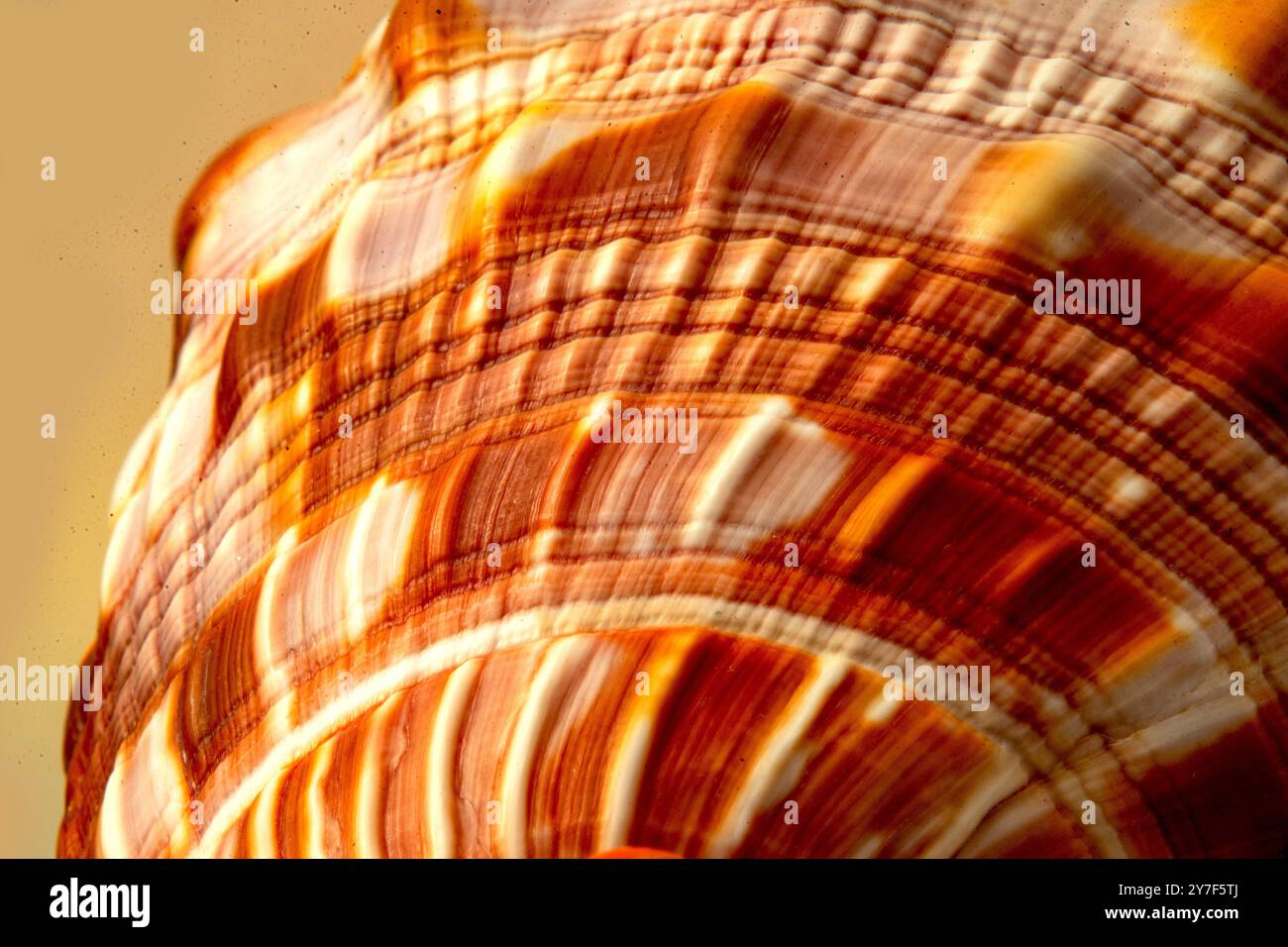 Detail and texture of a shell Stock Photo - Alamy