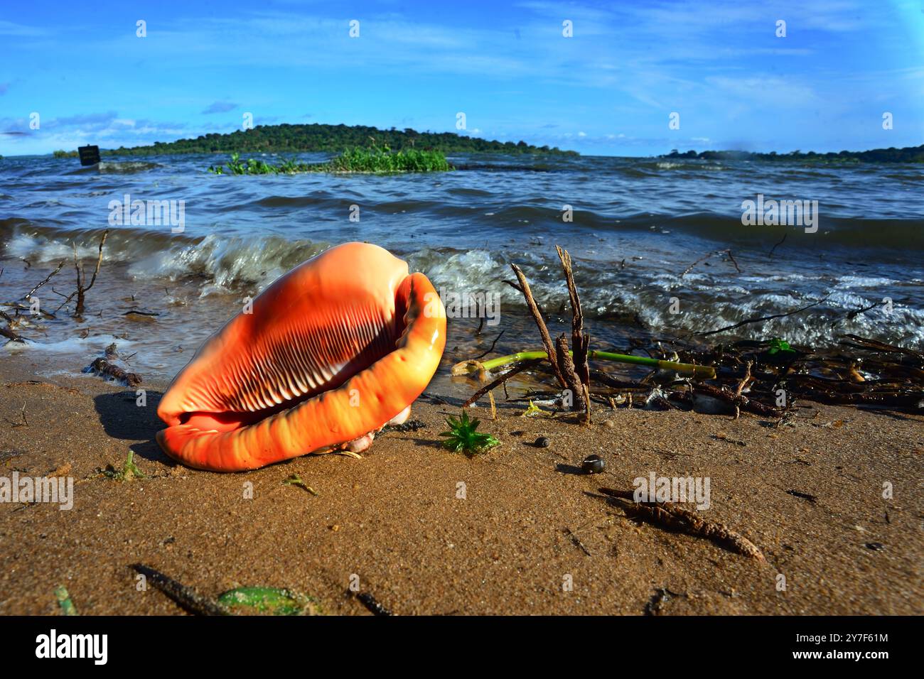 Shell on a beach - Uganda Stock Photo - Alamy