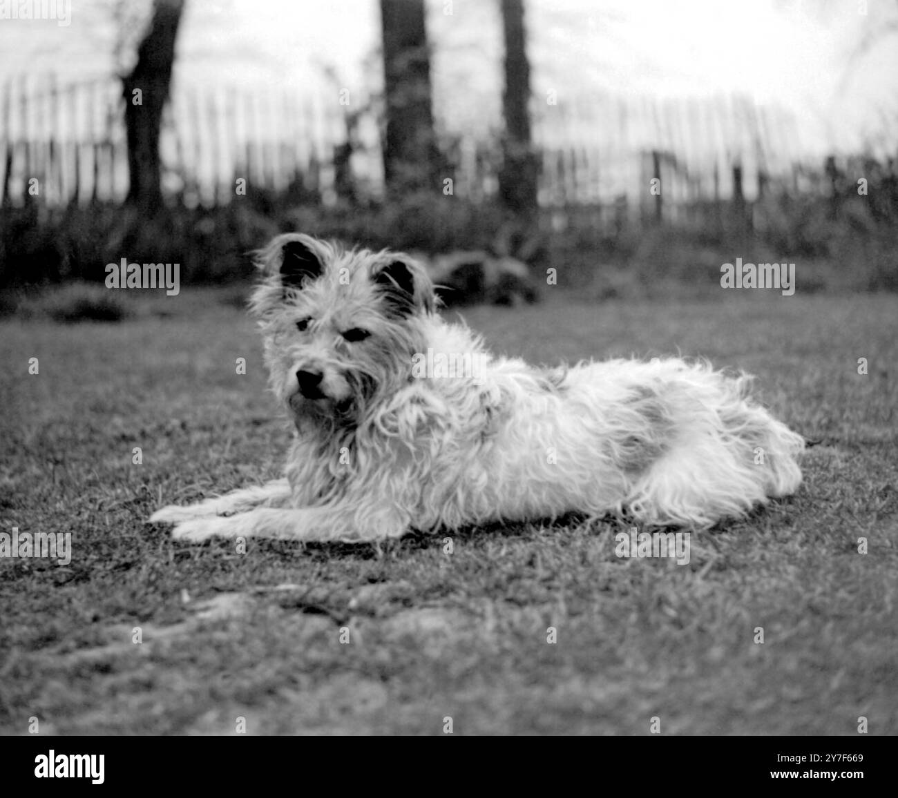 (Dog study) Terrier. 1933 Stock Photo - Alamy