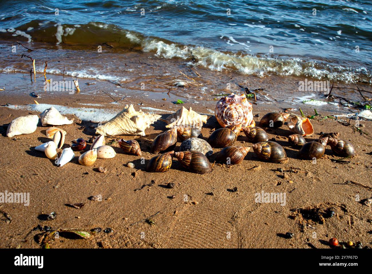 Shells on a beach - Uganda Stock Photo - Alamy