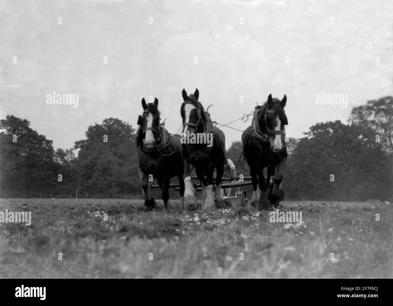 Furrowing hi-res stock photography and images - Alamy
