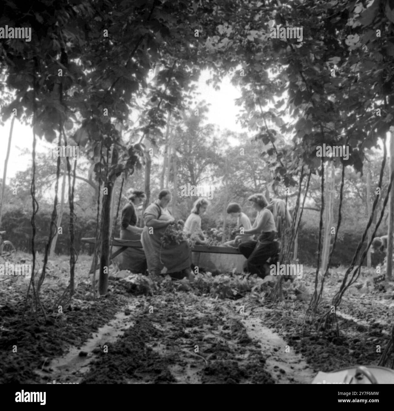 Hop picking paddock wood hi-res stock photography and images - Alamy