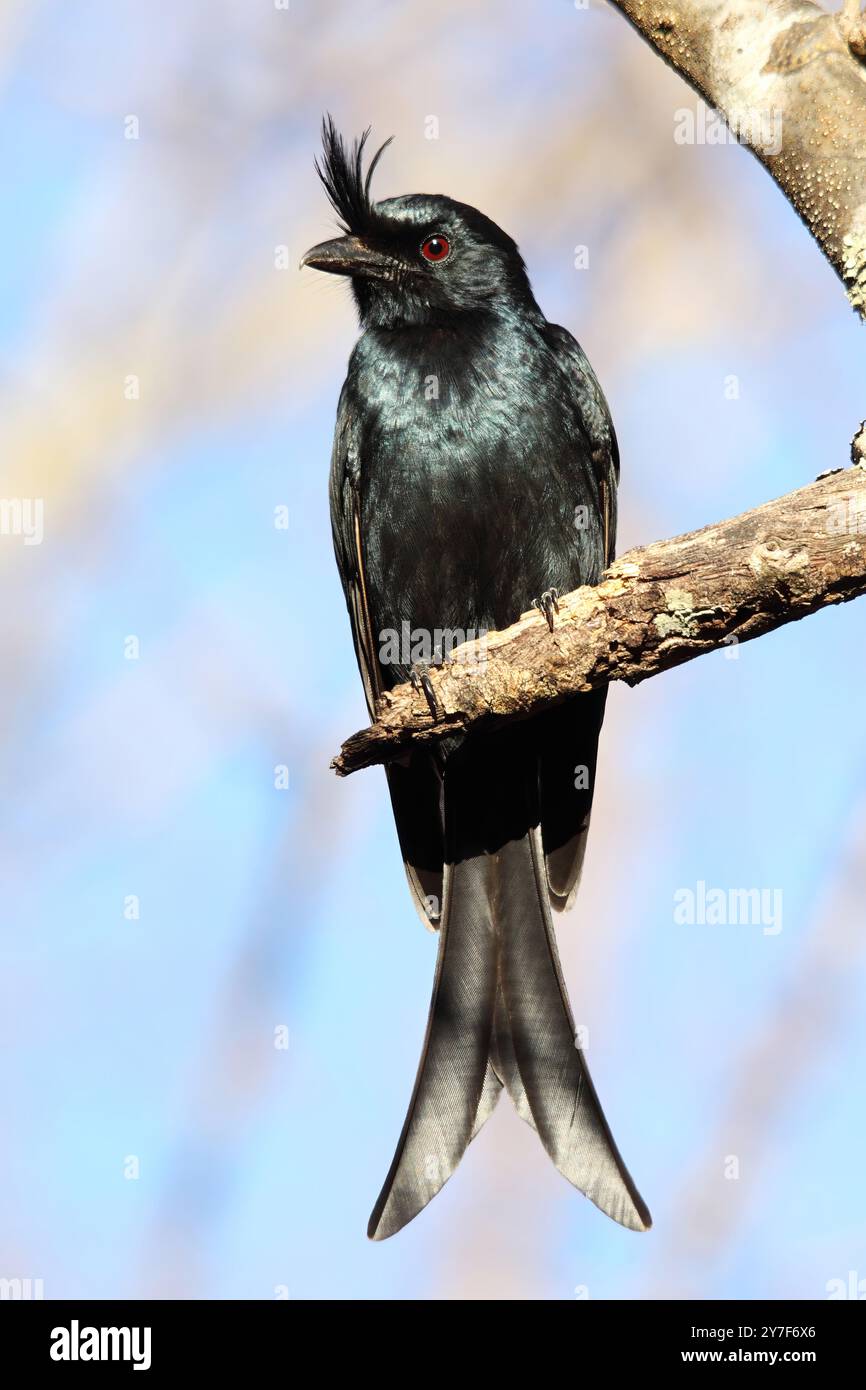 Crested Drongo, Dicrurus Forficatus, Endemic, Ankarafantsika National ...