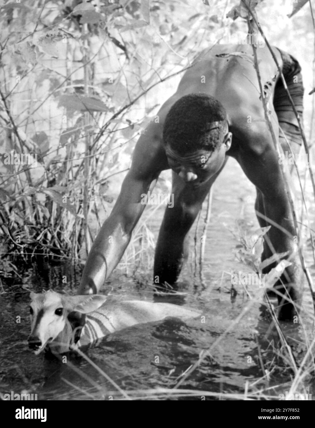Operation Noah, Lake Kariba, Zimbabwe, 3rd June 1959 An African member ...