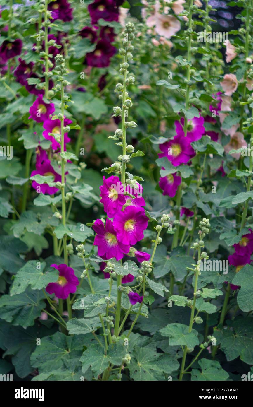 Alcea Rosea Hollyhocks flower. Tall stems with buds and several dark ...