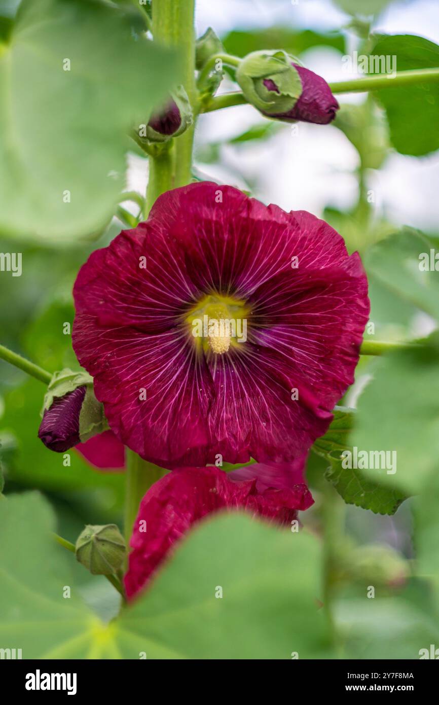 Alcea Rosea Hollyhocks flower. Dark red burgundy flower on a stem and ...
